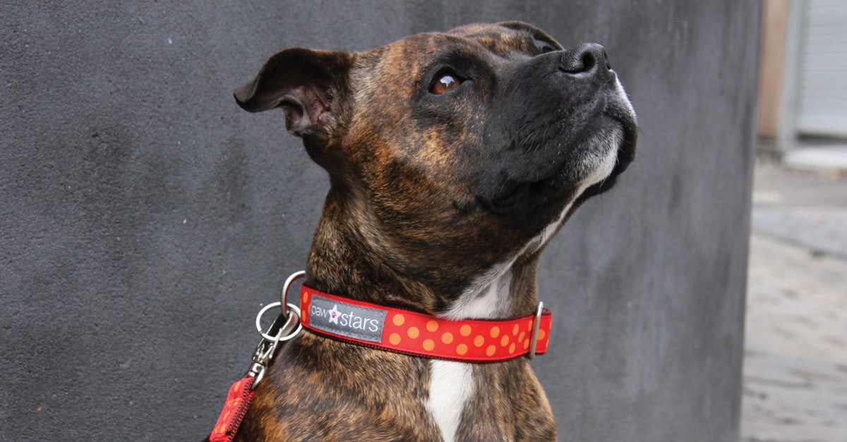 PawStars.com